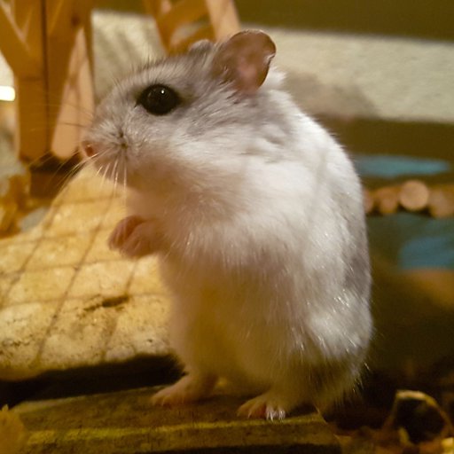 Windie - the sporty dwarf hamster